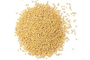 Canadian Grain Facilities: Seaforth, Brinston, Dafoe | BroadGrain